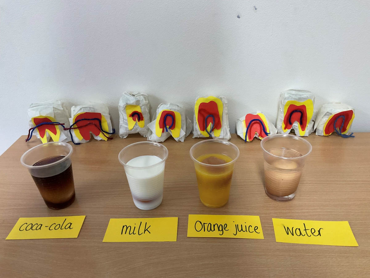 Year 4 Get Their Teeth Stuck into Science - Copthorne Prep